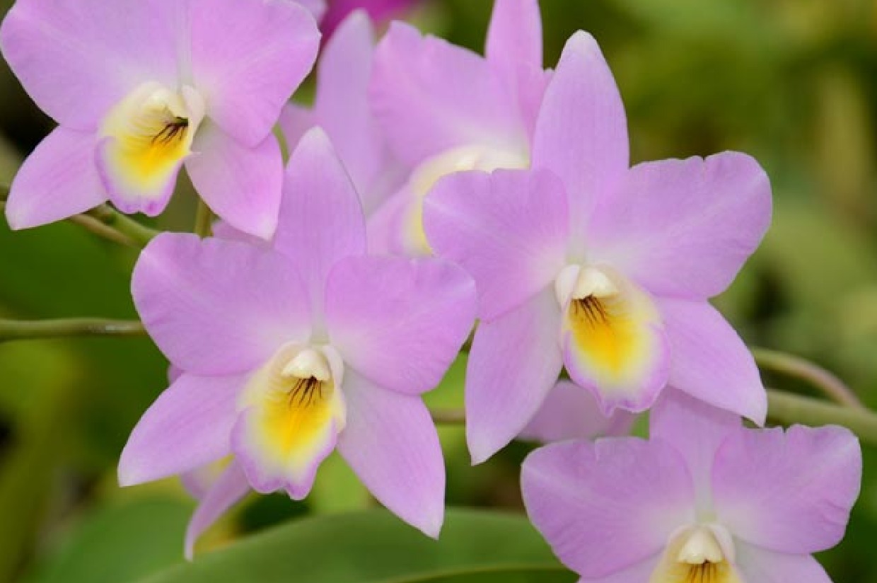 New SVO Hybrid (Bc. Little Mermaid 'Janet' AM/AOS x L. Finckeniana ...