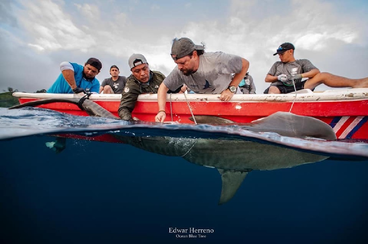 Satellite Tag Shark Adoption | Fins Attached Online 2025 Auction | Fins ...
