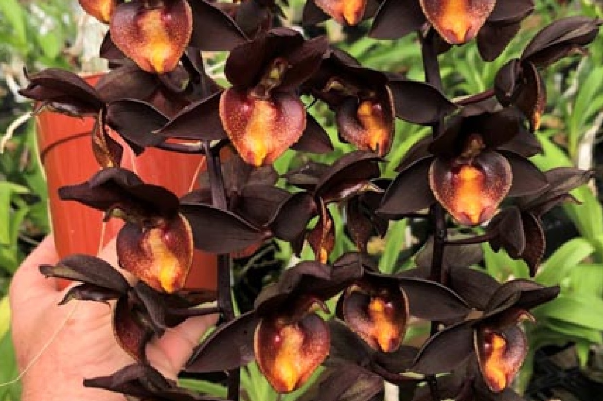 Ctsm. Louise Clarke 'Wonder Woman' x Ctsm. Ryan Harrington 'Best of the Best' | American Orchid ...