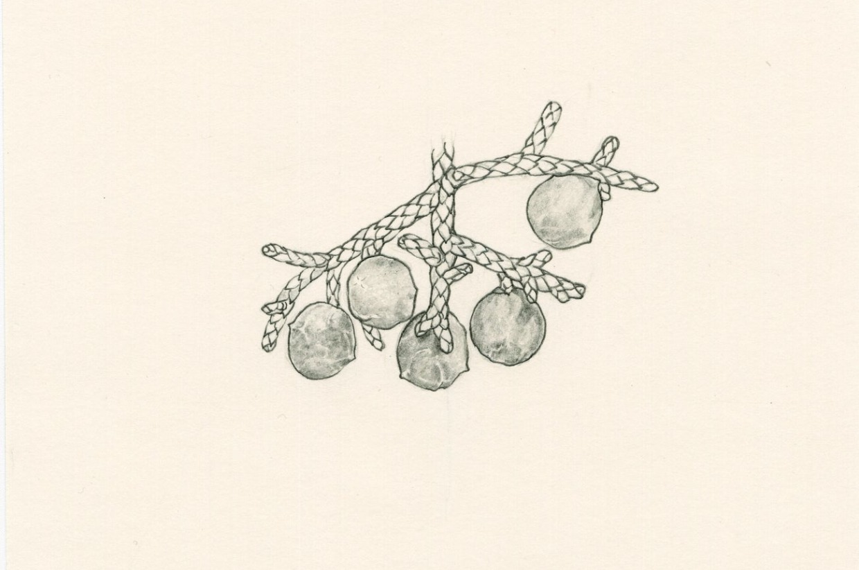 Original Drawing: Utah Juniper | RIVER OF ROSEWATER | Municipal Ballet ...