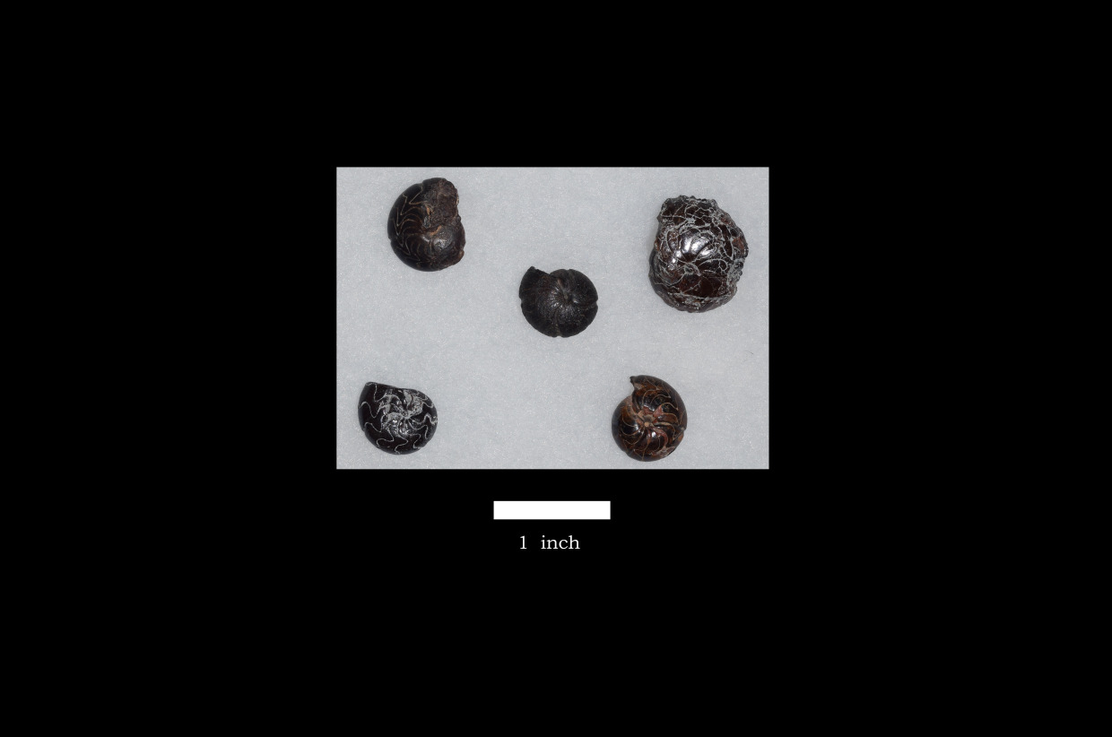 Goinatite Cephalopod Shells — 2026 NCFossilFest Auction — Aurora Fossil ...