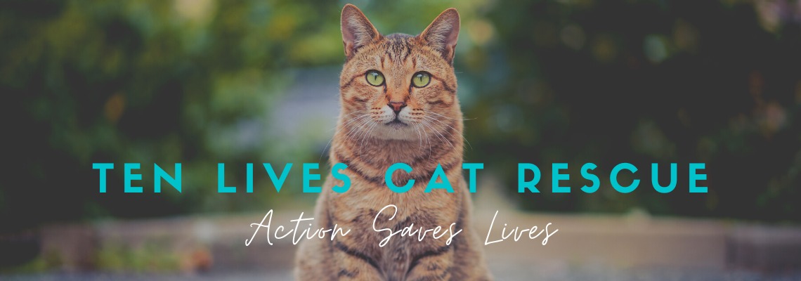 Ten Lives Cat Rescue on BetterWorld