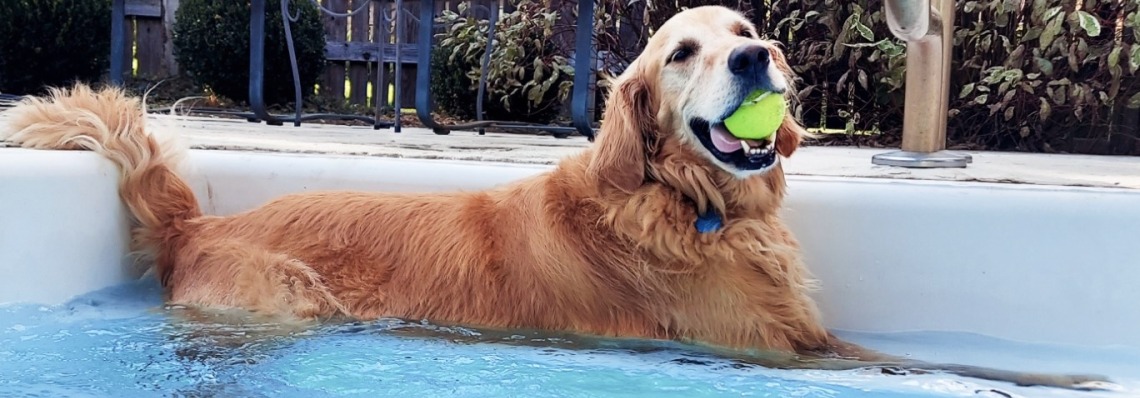 Golden Retriever Freedom Rescue on BetterWorld