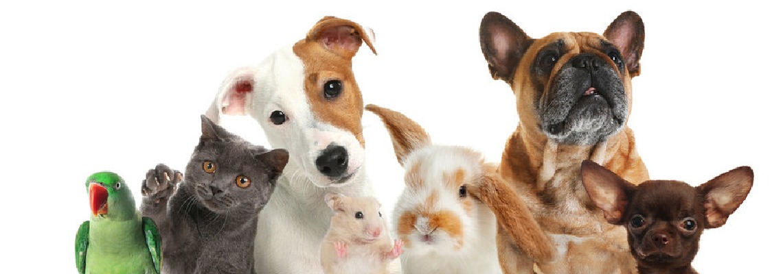 Paws For A Cause Animal Aid Network on BetterWorld