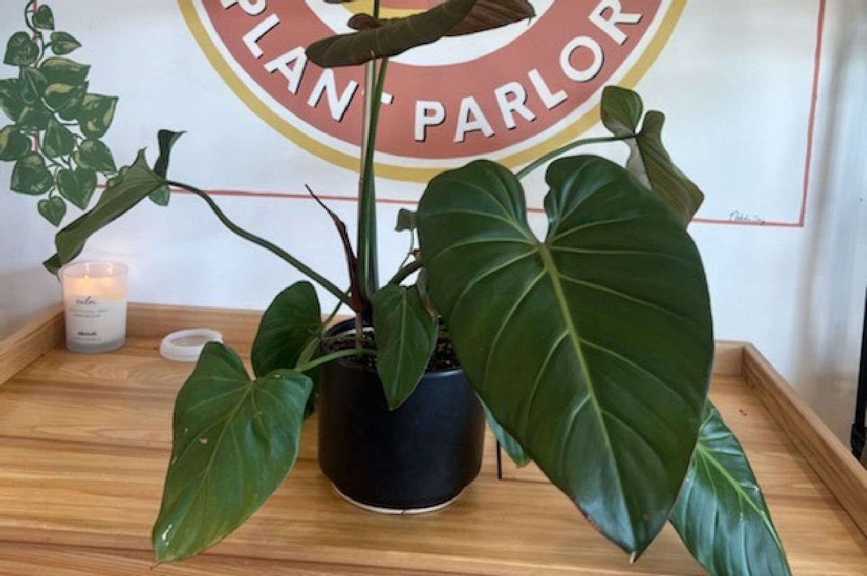 Plants for Pets - Mature Summer Glory Philodendron giveaway supporting ...