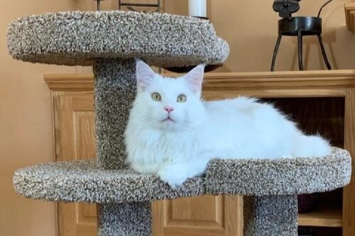 Enter to Win a Sleeper Cat Tree from Purrniture! giveaway supporting ...